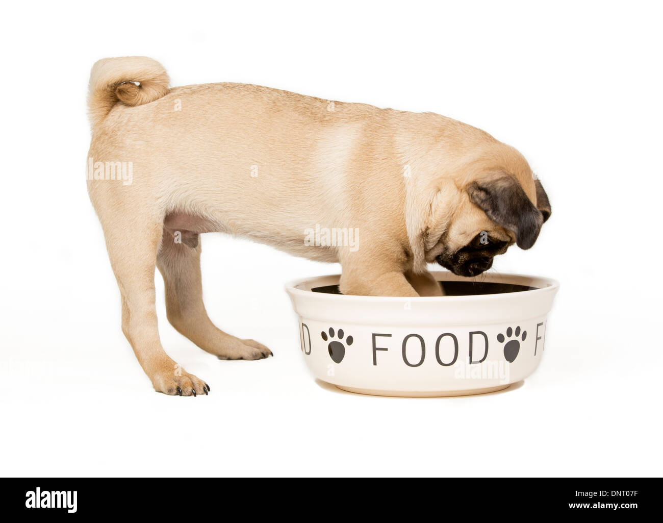 Pug hund Cut Out Stock Images & Pictures - Alamy