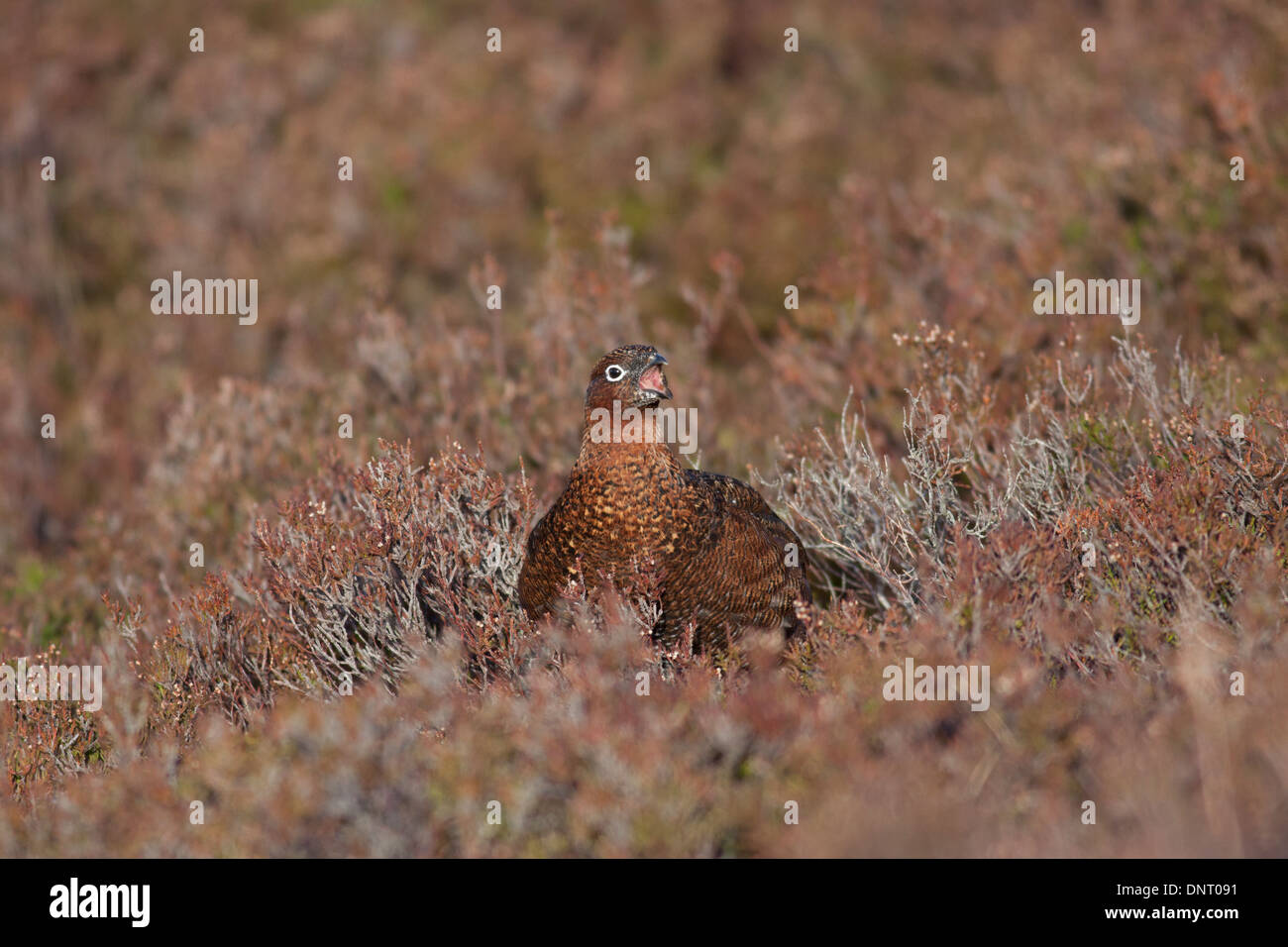Scottish bird hi-res stock photography and images - Alamy