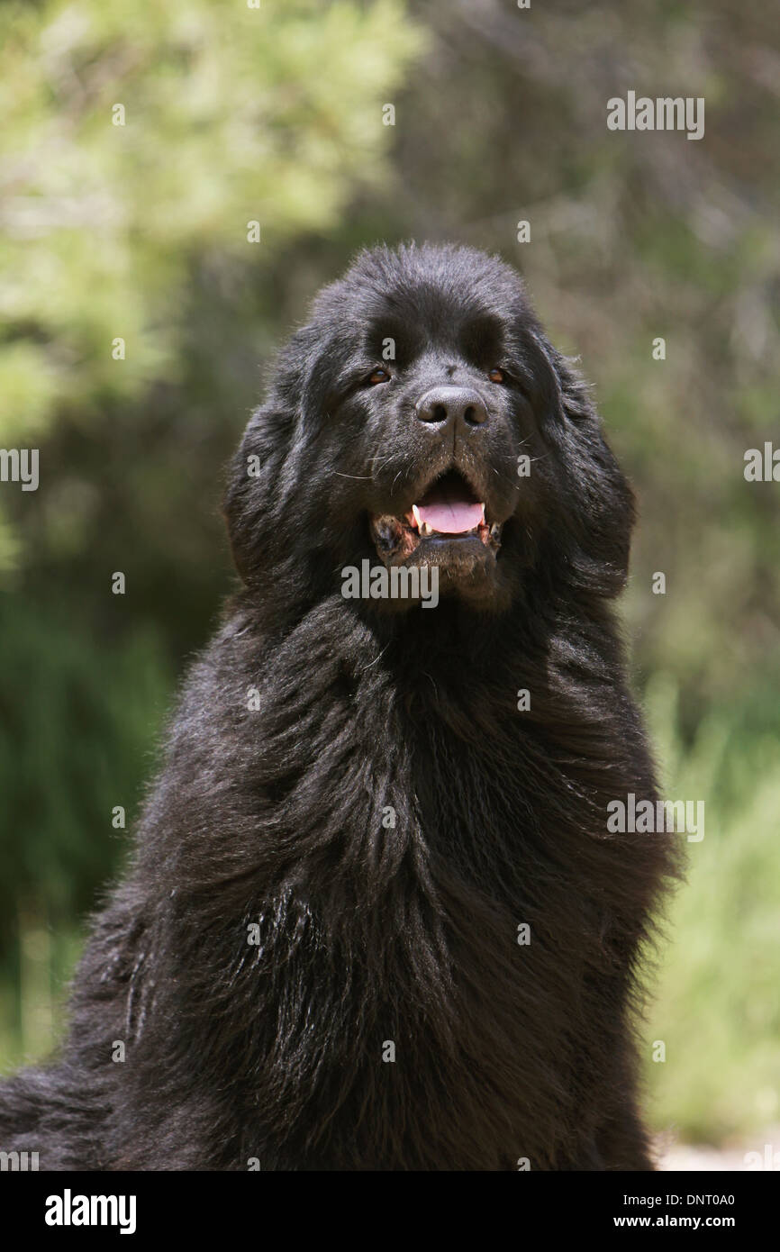 Dog Newfoundland / adult (black) portrait Stock Photo - Alamy
