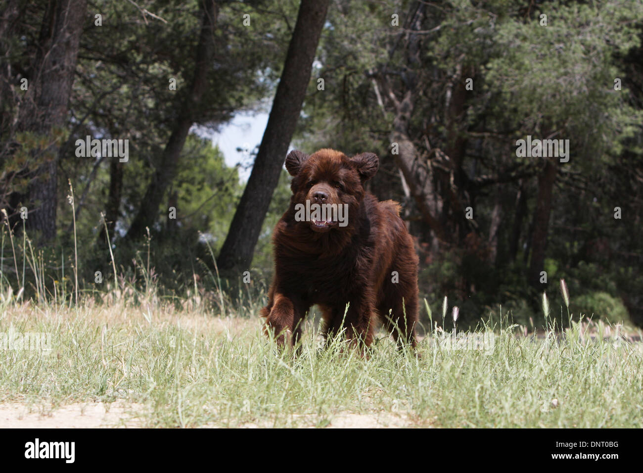 Dog Newfoundland / adult (brown) running in a meadow Stock Photo - Alamy