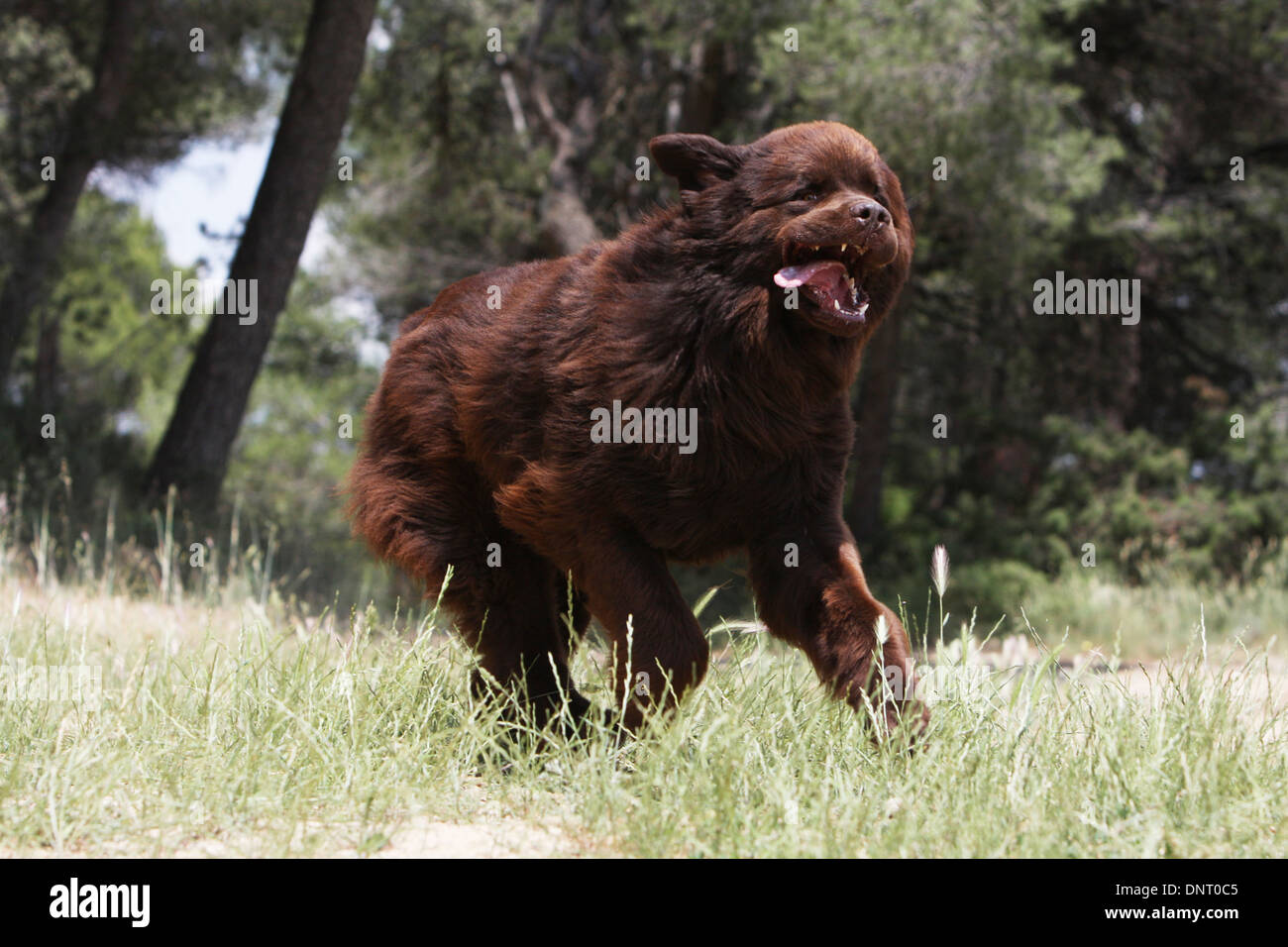 Newfoundland dog running hi-res stock photography and images - Alamy