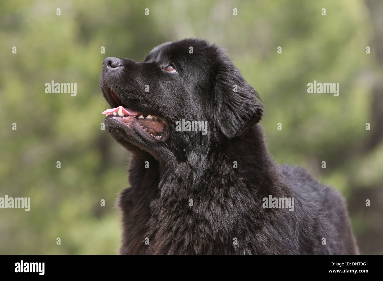Newfoundlands canada hi-res stock photography and images - Alamy