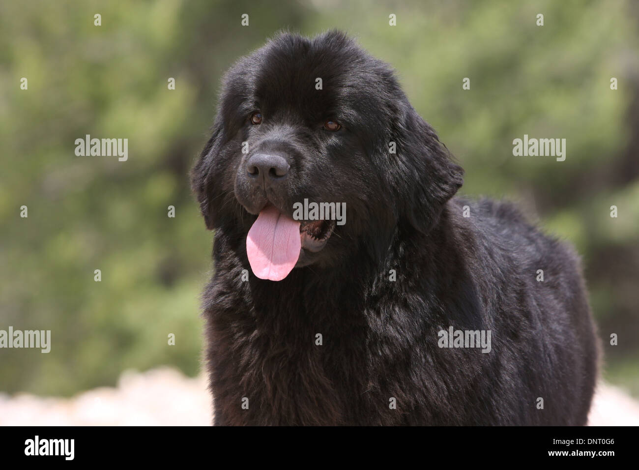 Dog Newfoundland / adult (black) portrait Stock Photo - Alamy