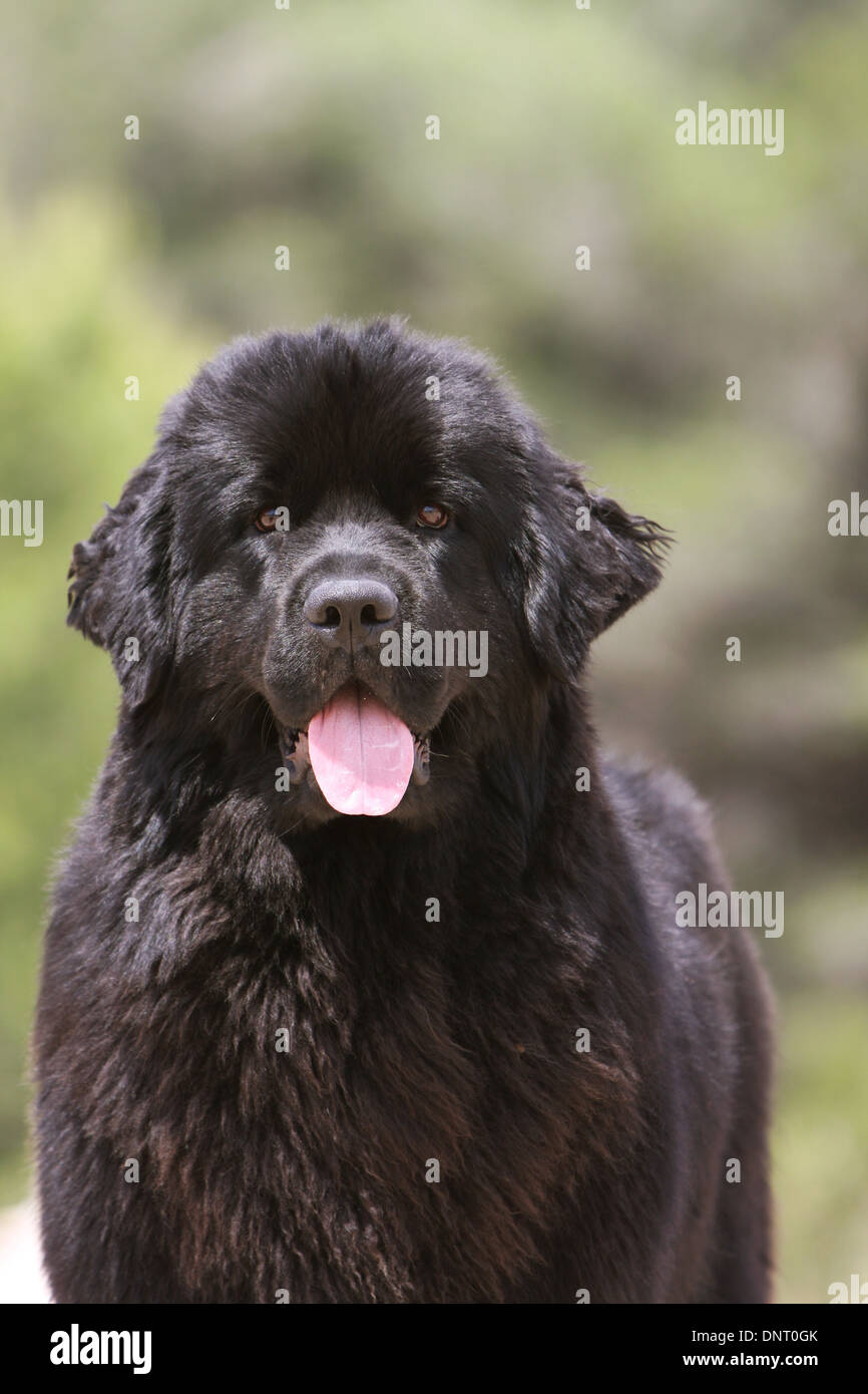 Dog Newfoundland / adult (black) portrait Stock Photo - Alamy