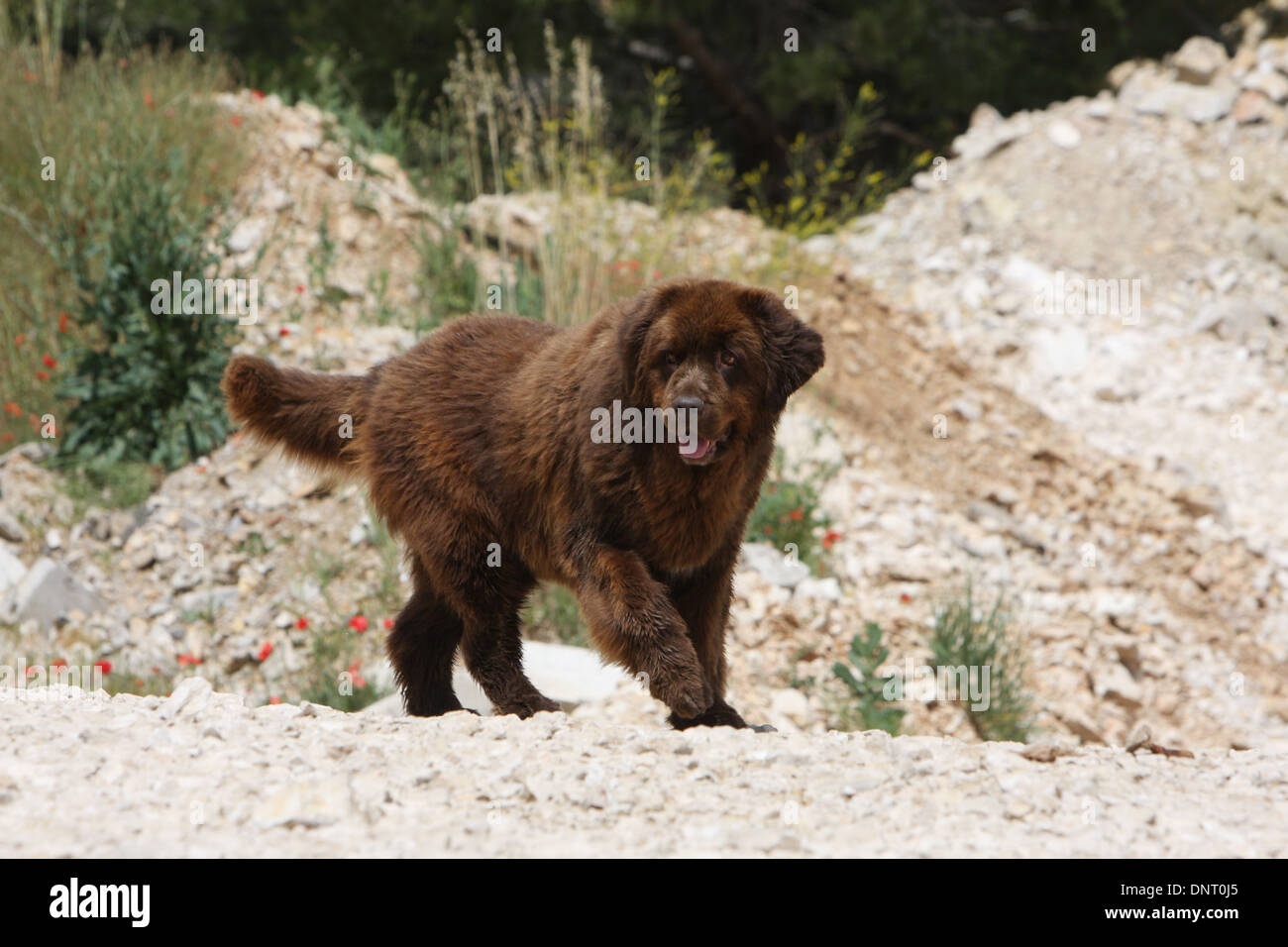 Dog Newfoundland / adult (brown) running Stock Photo - Alamy