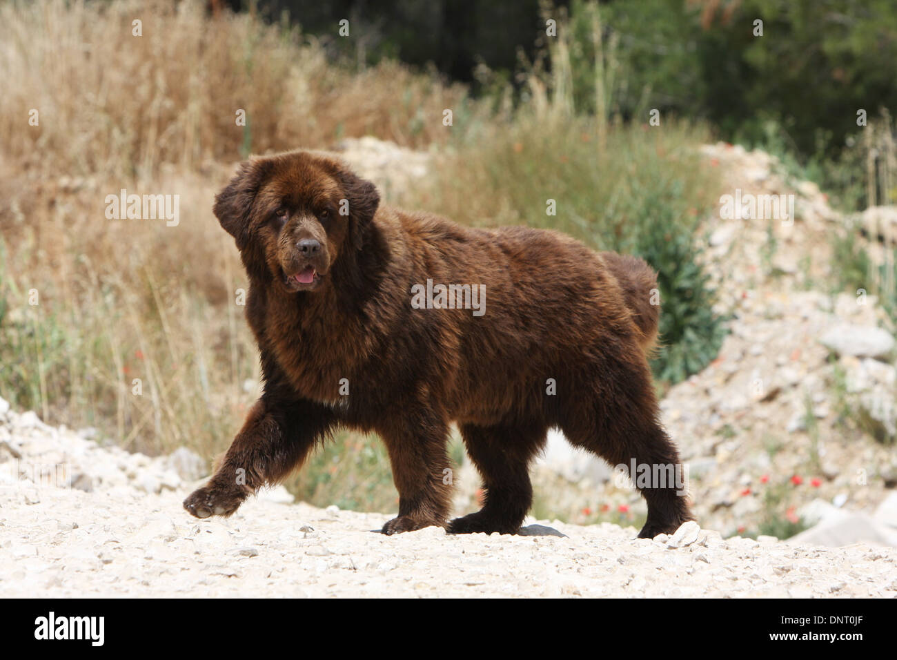 Brown Newfoundland Dog Stock Photos & Brown Newfoundland Dog Stock ...