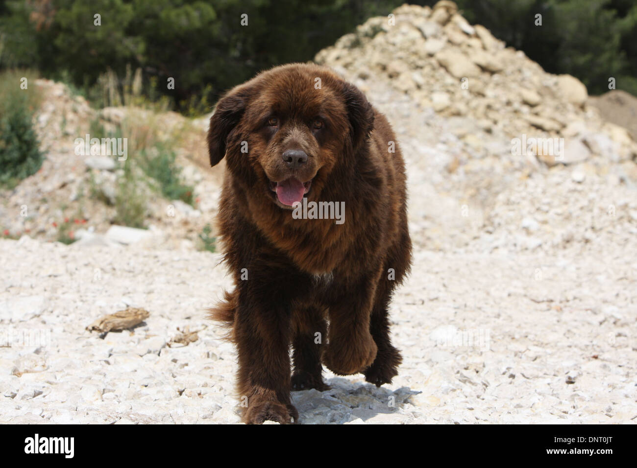 Newfoundland dog running hi-res stock photography and images - Alamy