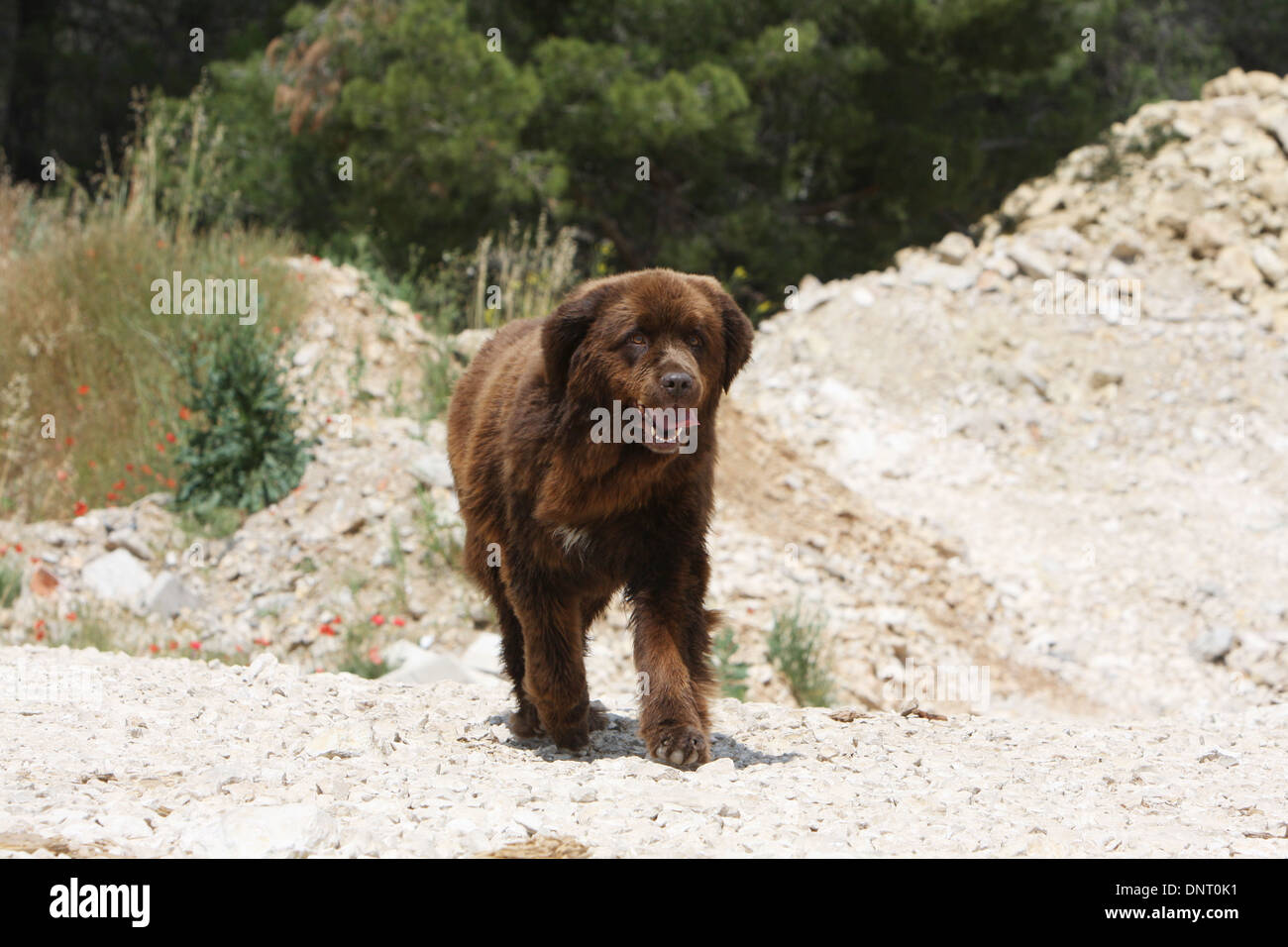 Dog Newfoundland / adult (brown) running Stock Photo - Alamy
