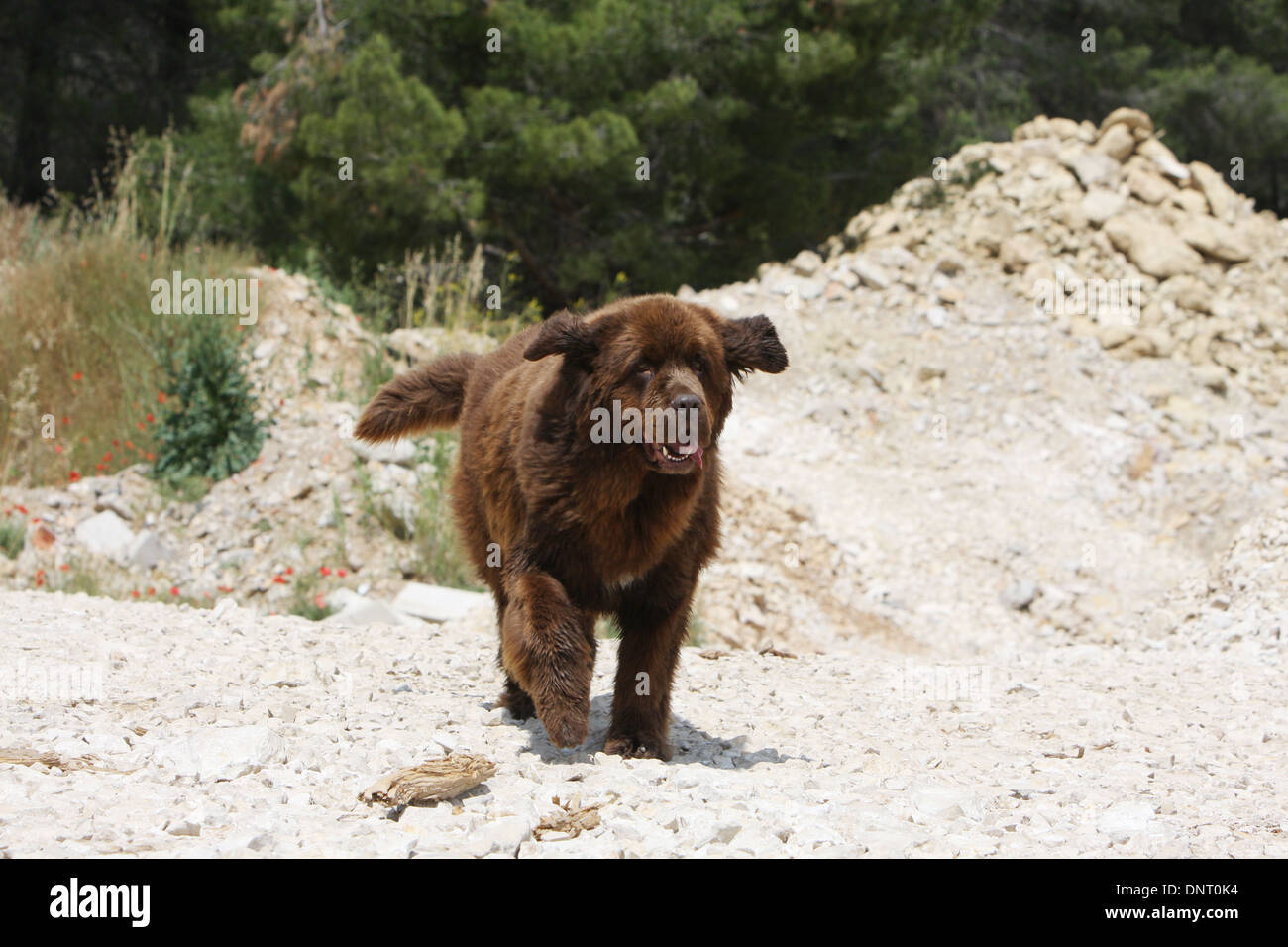 Newfoundland dog running hi-res stock photography and images - Alamy