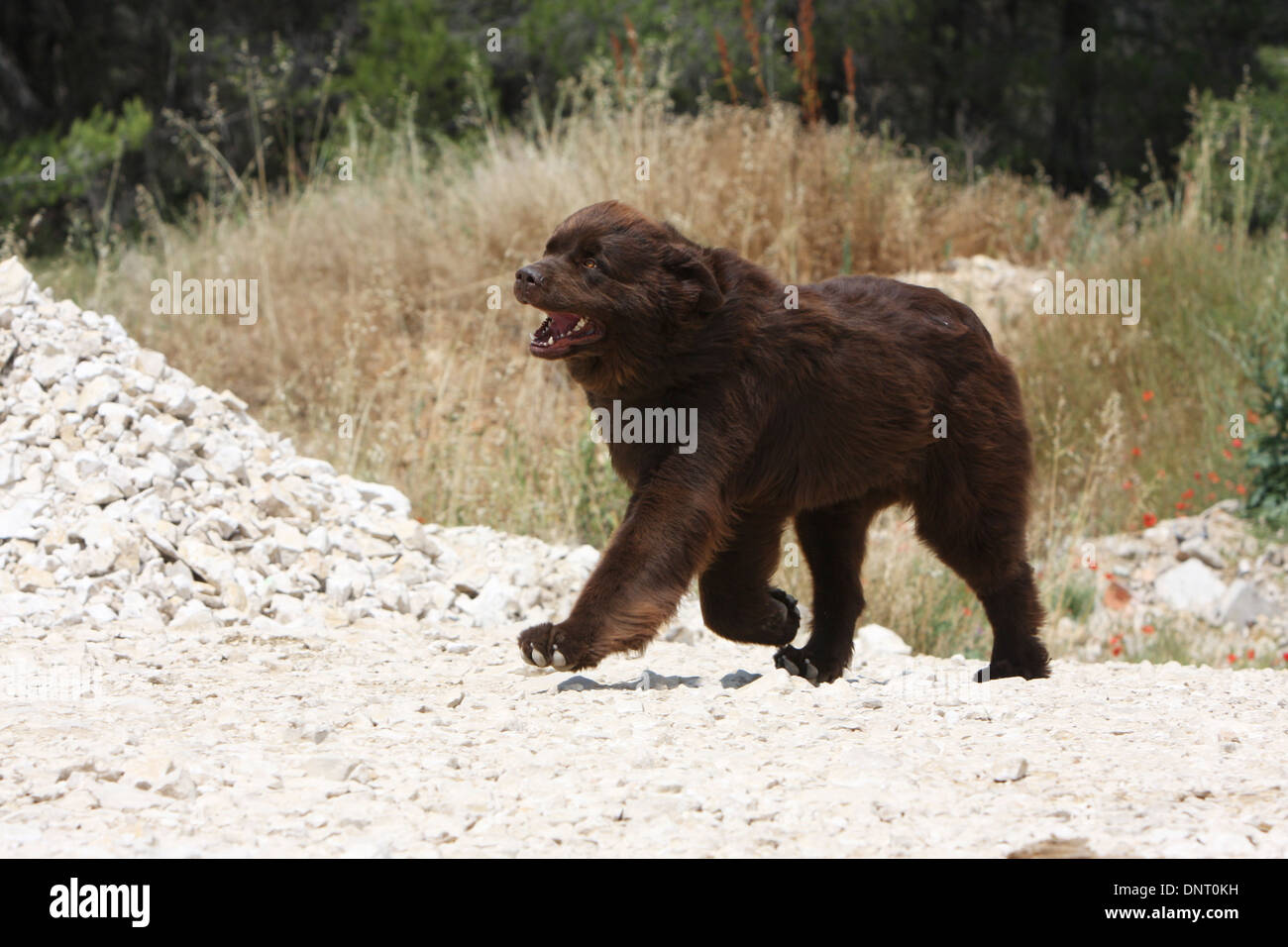 Newfoundland dog running hi-res stock photography and images - Alamy