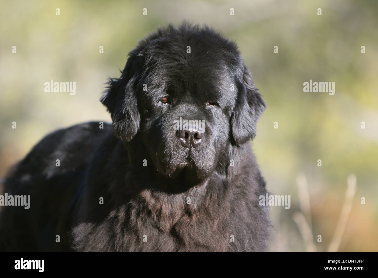 Dog Newfoundland / adult (black) portrait Stock Photo - Alamy