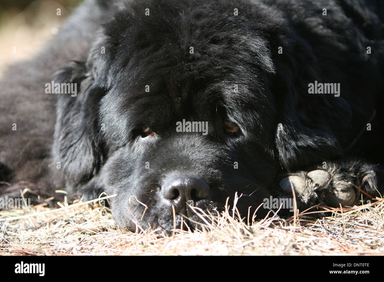 Newfoundland Dog is tired Stock Photo - Alamy