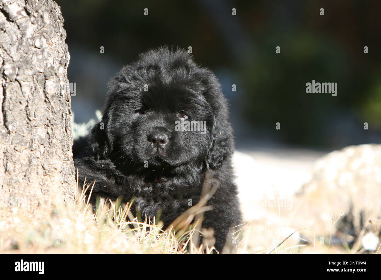 Newfoundland dog lying hi-res stock photography and images - Alamy