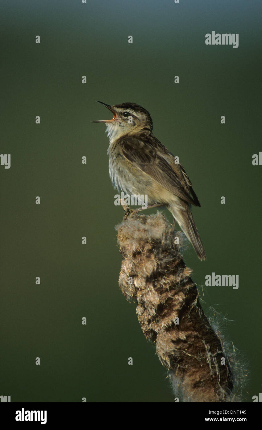 SEDGE WARBLER (Acrocephalus schoenobaenus) adult male singing Marshside ...