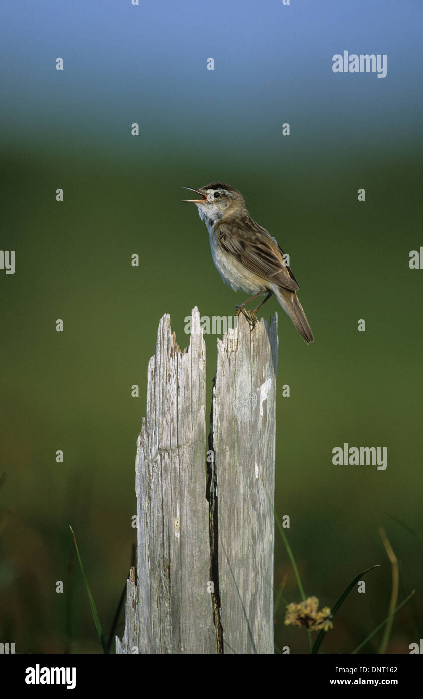 SEDGE WARBLER (Acrocephalus schoenobaenus) adult male singing Marshside ...