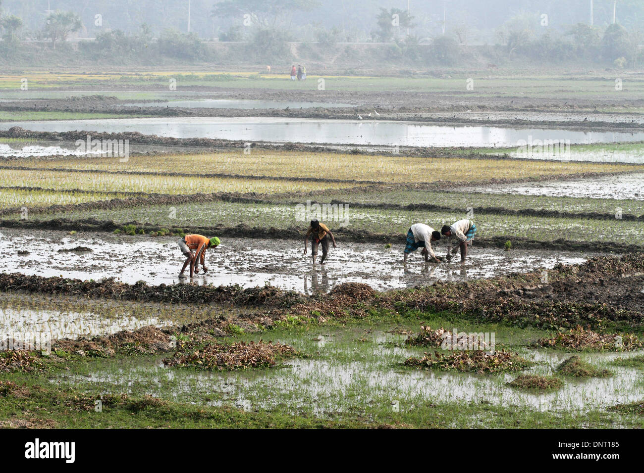 Farmers planting seedlings of rice paddy in Dhaka on 05 Jan 2014 ...
