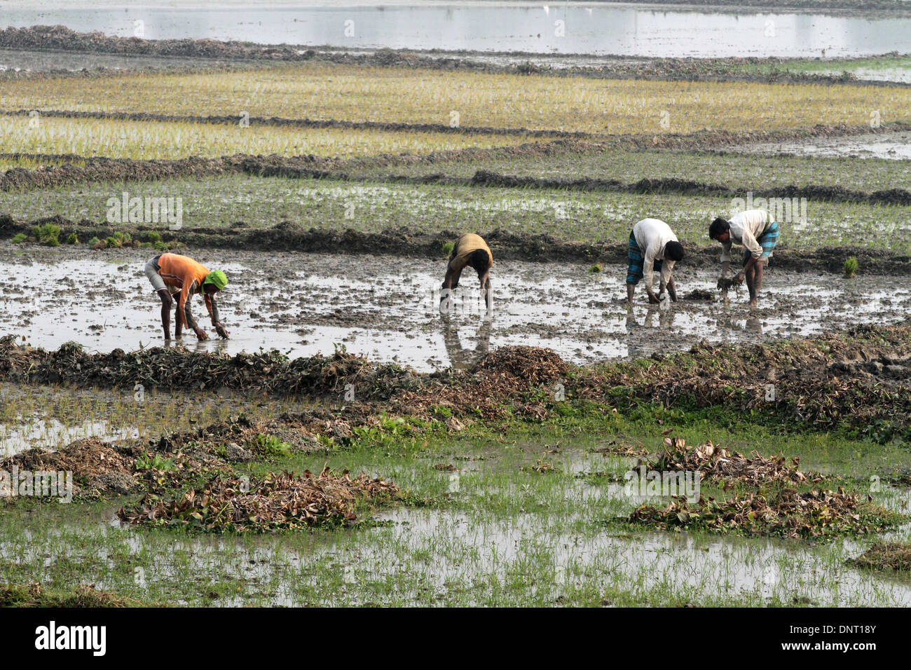 Farmers planting seedlings of rice paddy in Dhaka on 05 Jan 2014 ...