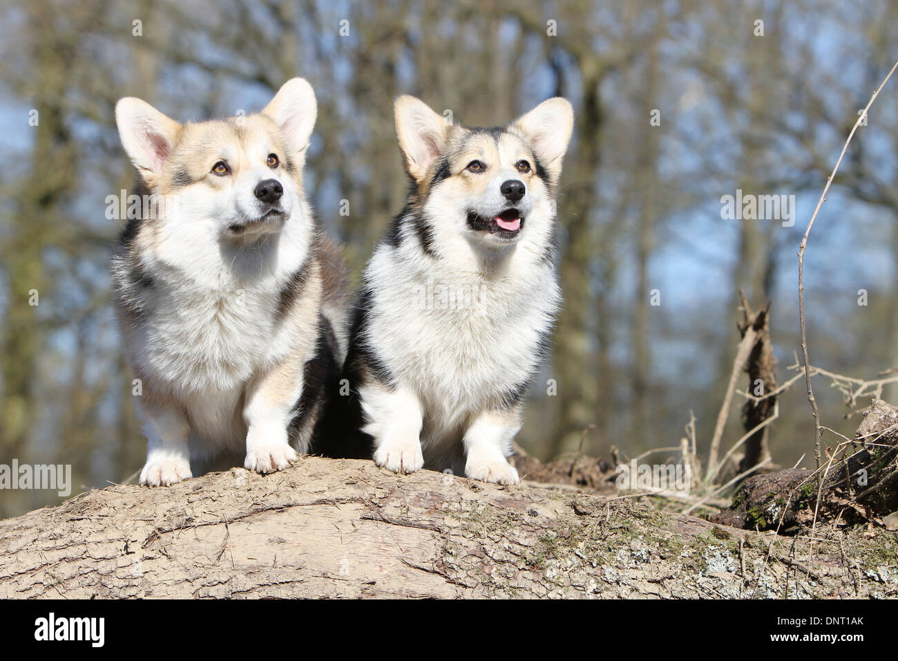 Dog Pembroke Welsh corgi / two adults on on a tree stump Stock Photo ...
