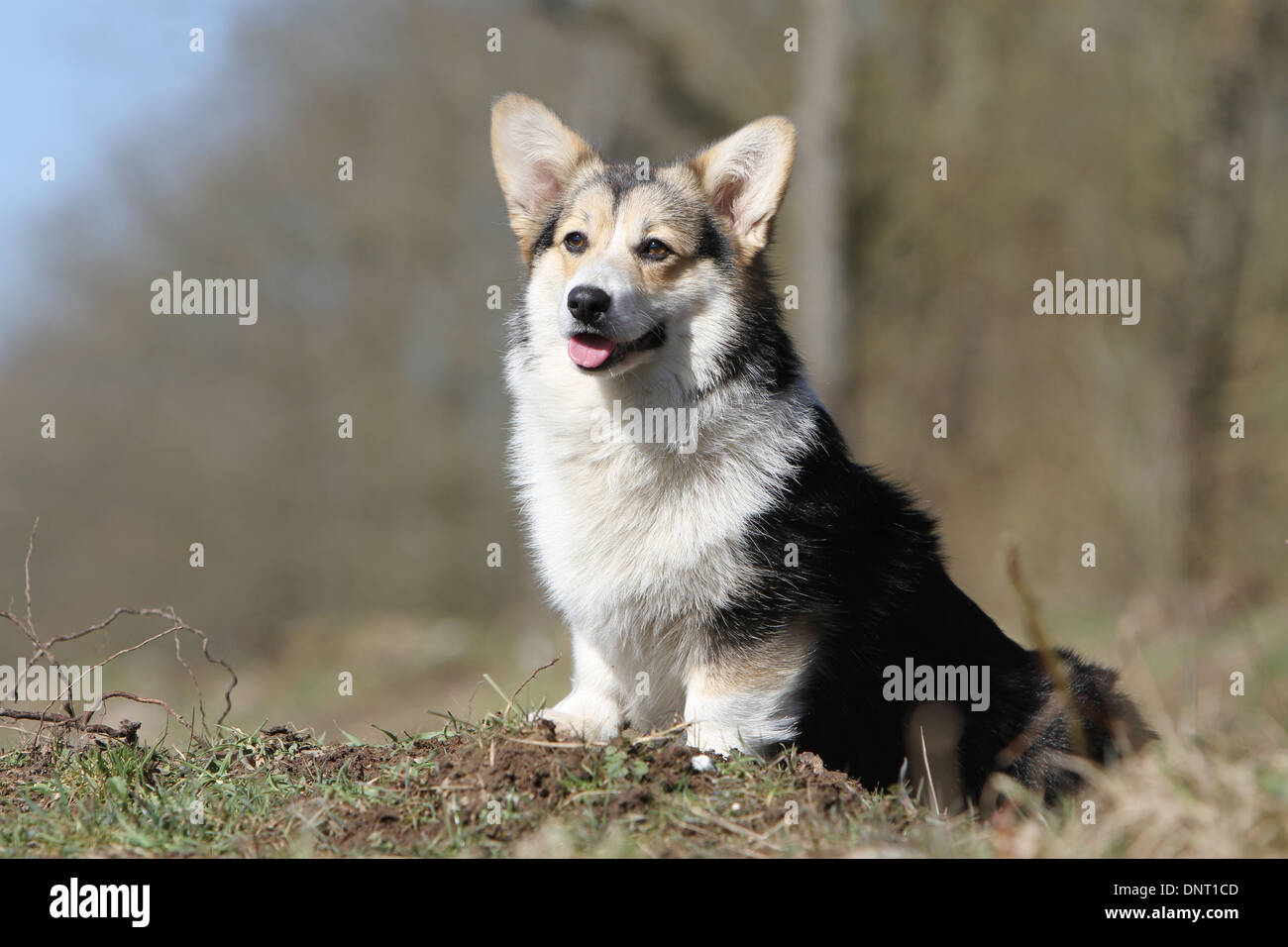 Dog Pembroke Welsh corgi / adult sitting in a meadow Stock Photo - Alamy