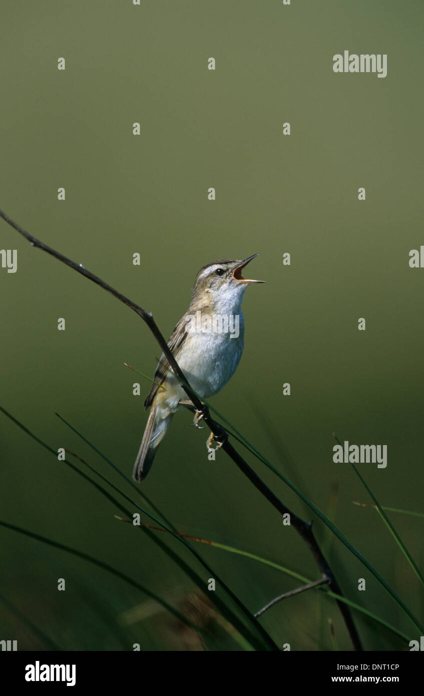 SEDGE WARBLER (Acrocephalus schoenobaenus) adult male singing Marshside ...