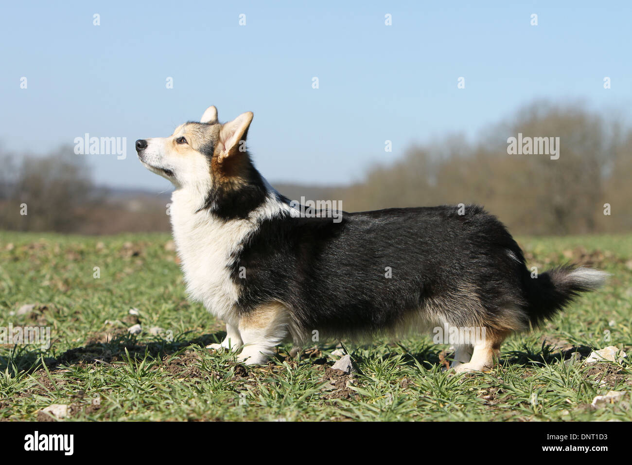 Dog Pembroke Welsh corgi / adult standing in a meadow Stock Photo - Alamy