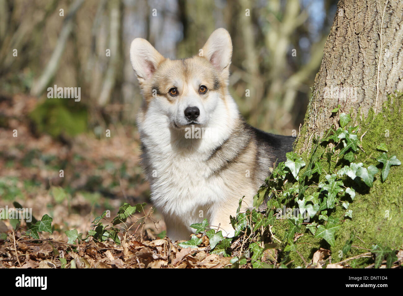 Dog Pembroke Welsh corgi / adult standing in a forest Stock Photo - Alamy