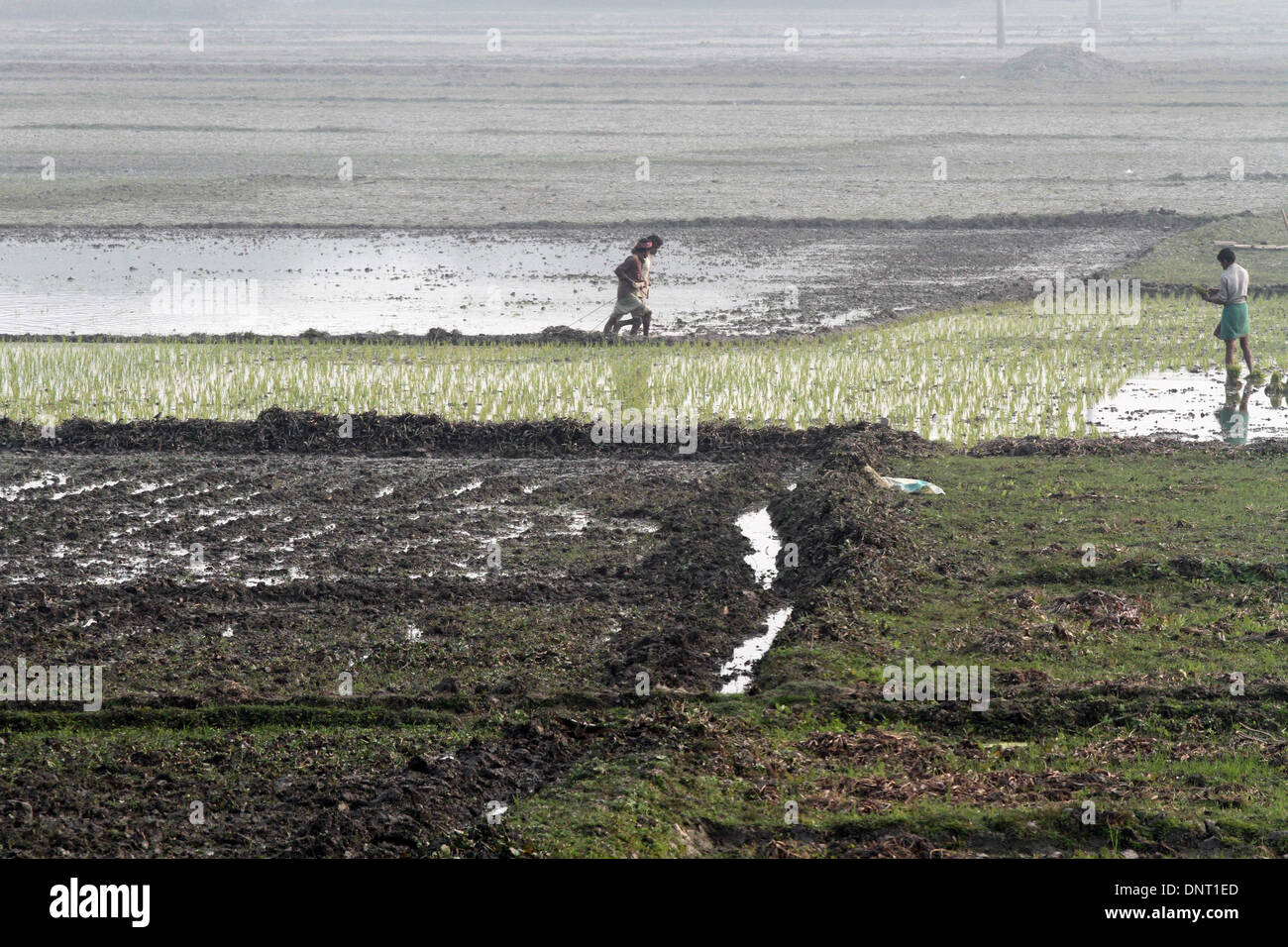 Farmers planting seedlings of rice paddy in Dhaka on 05 Jan 2014 ...