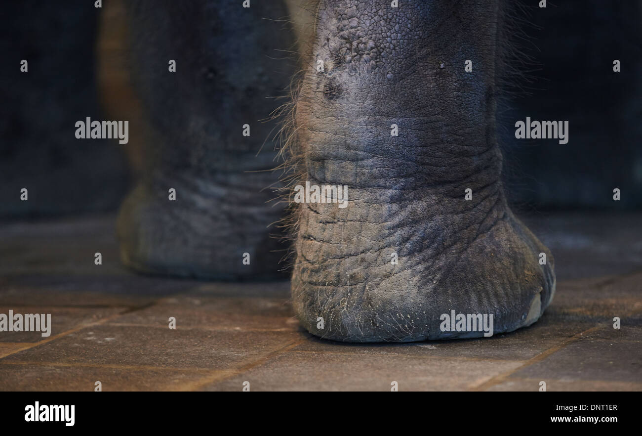 Sad Zoo Elephant Stock Photo - Alamy