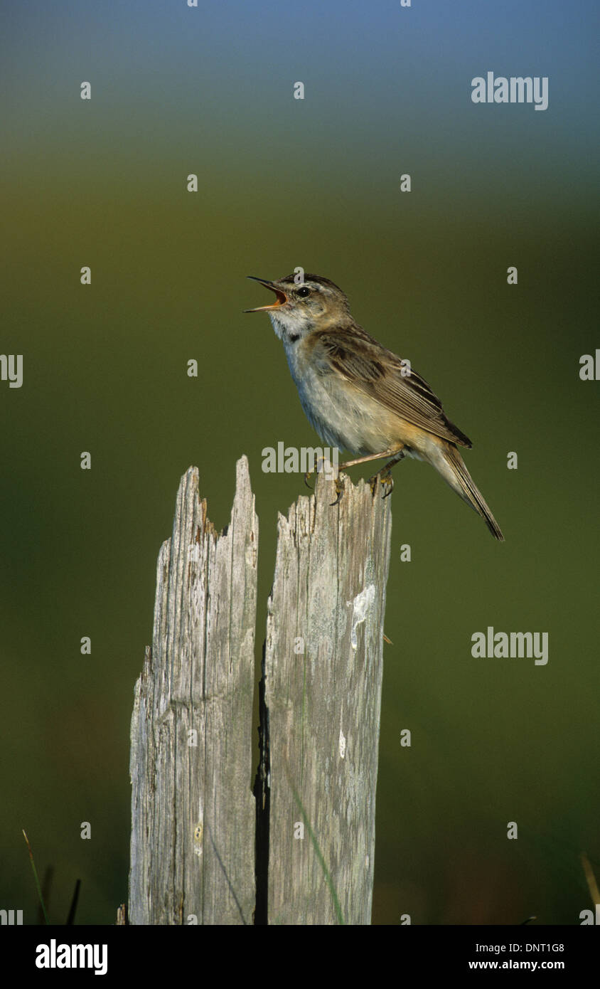 Rspb Marshside Nature Reserve High Resolution Stock Photography and ...