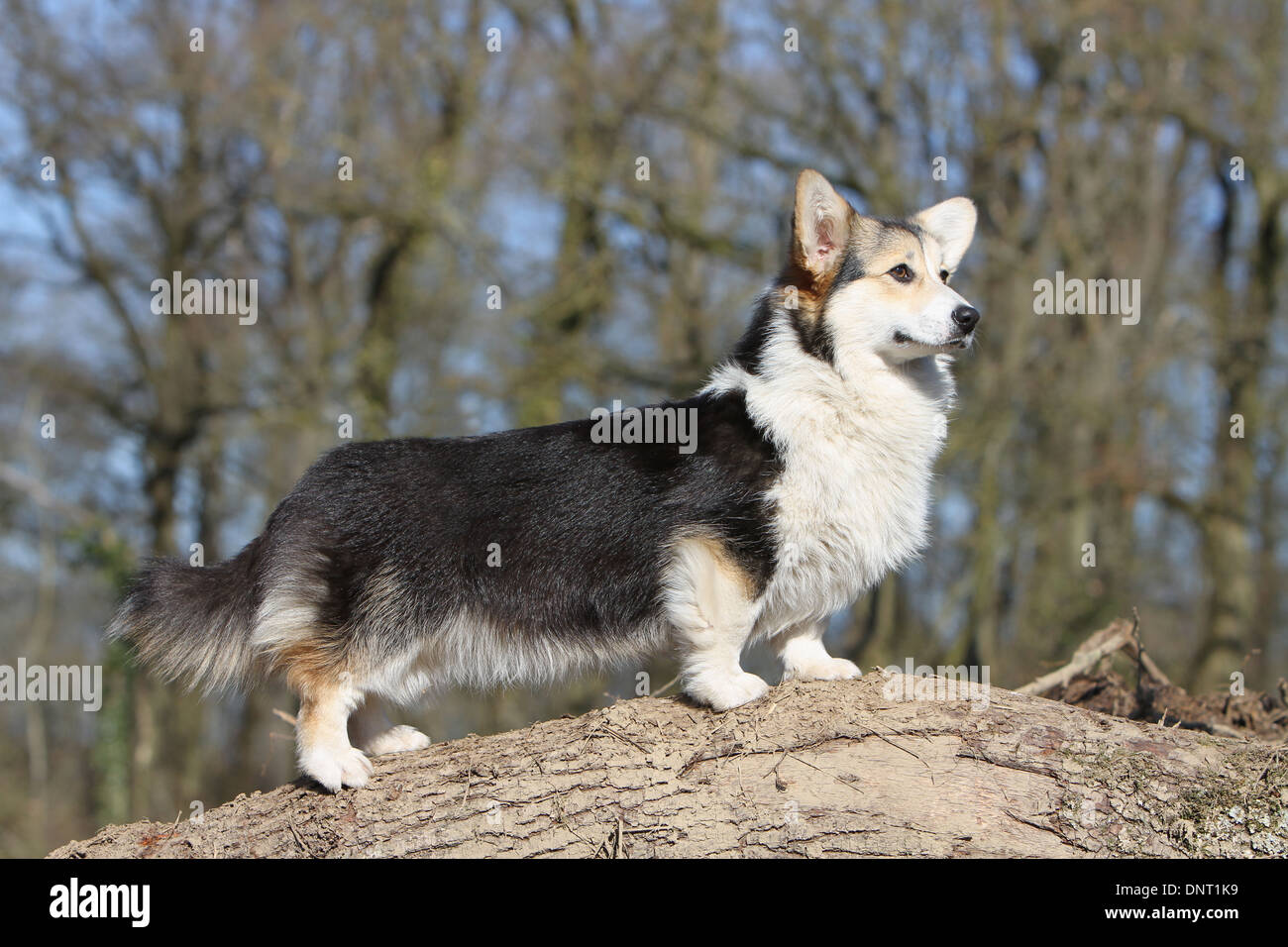Corgis forest hi-res stock photography and images - Alamy
