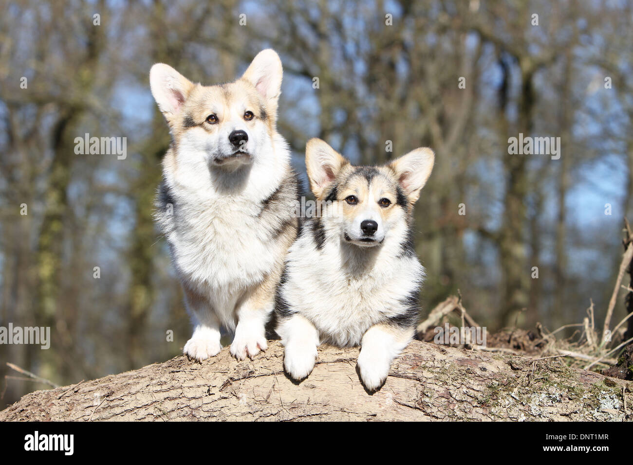 Zwei corgis hi-res stock photography and images - Alamy