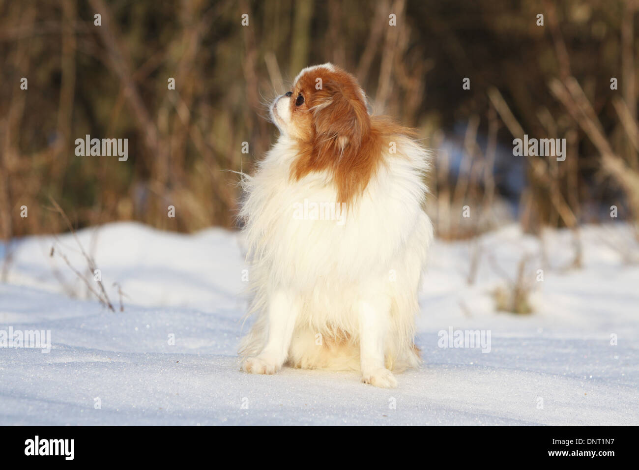 dog Japanese Chin / Japanese spaniel adult ( white and red ) sitting in ...