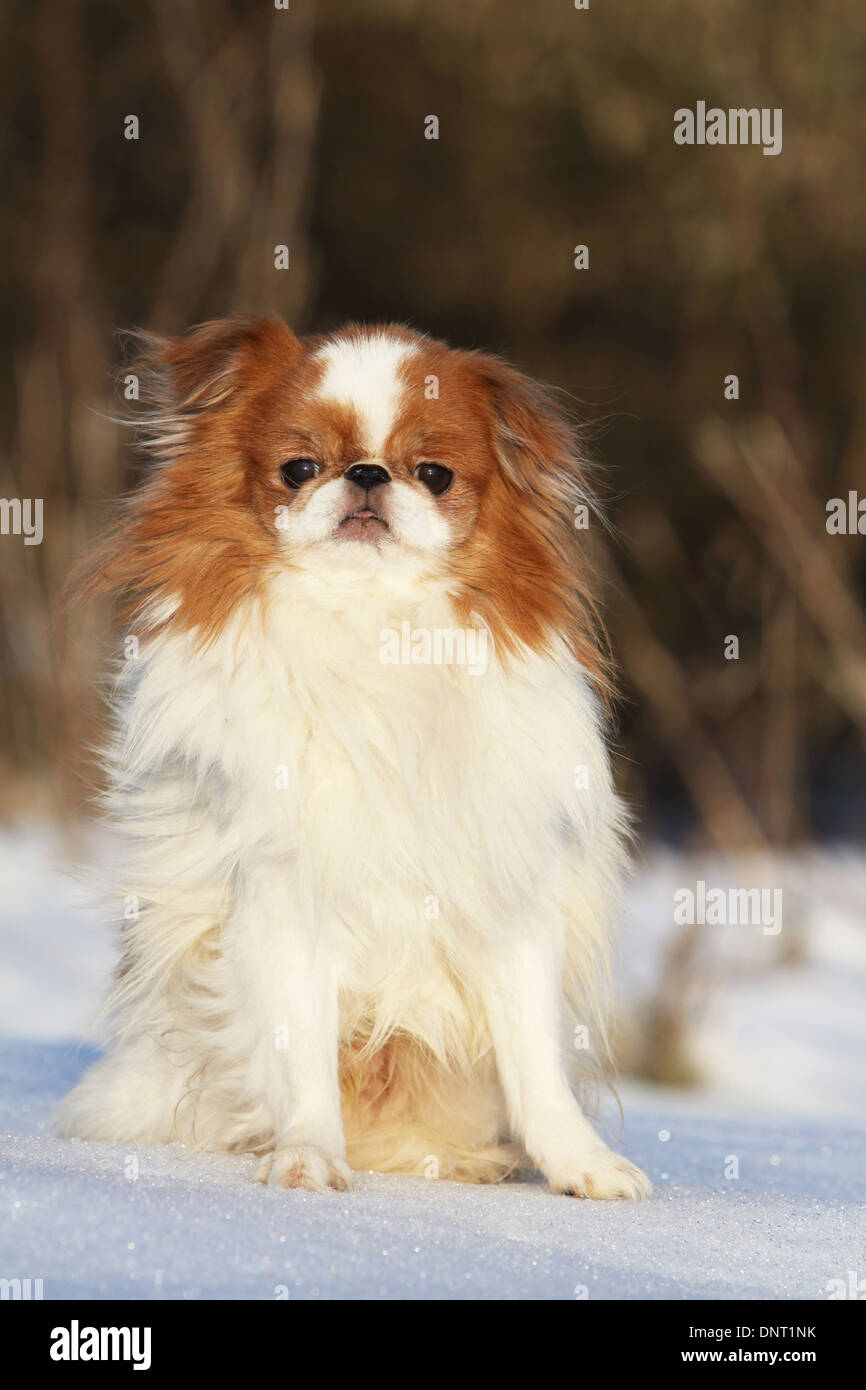 dog Japanese Chin / Japanese spaniel adult ( white and red ) sitting in ...