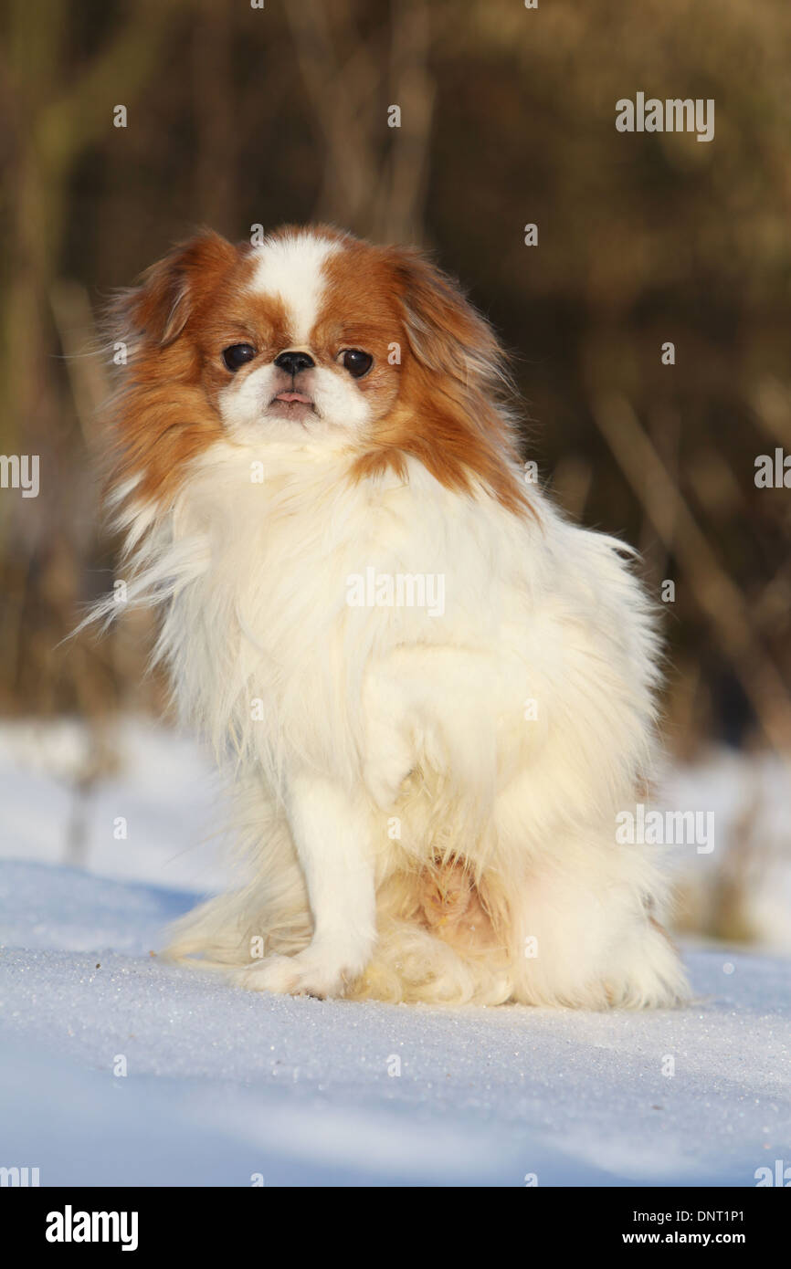 Japanese spaniels hi-res stock photography and images - Alamy