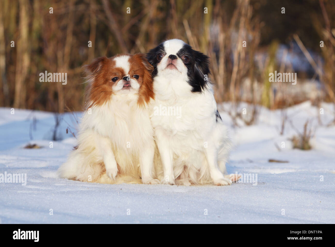 dog Japanese Chin / Japanese spaniel two adults different colors (red ...