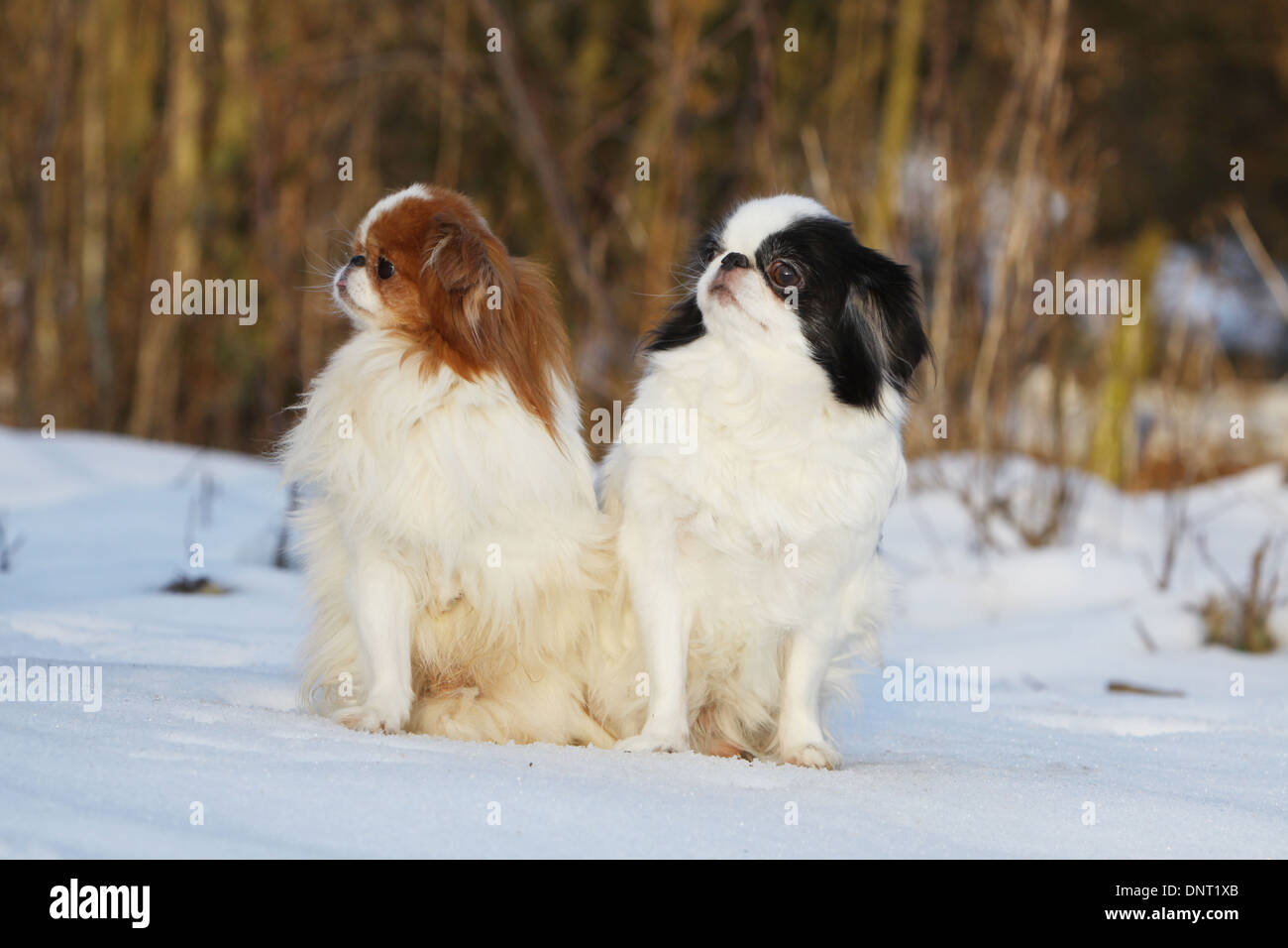 dog Japanese Chin / Japanese spaniel two adults different colors (red ...