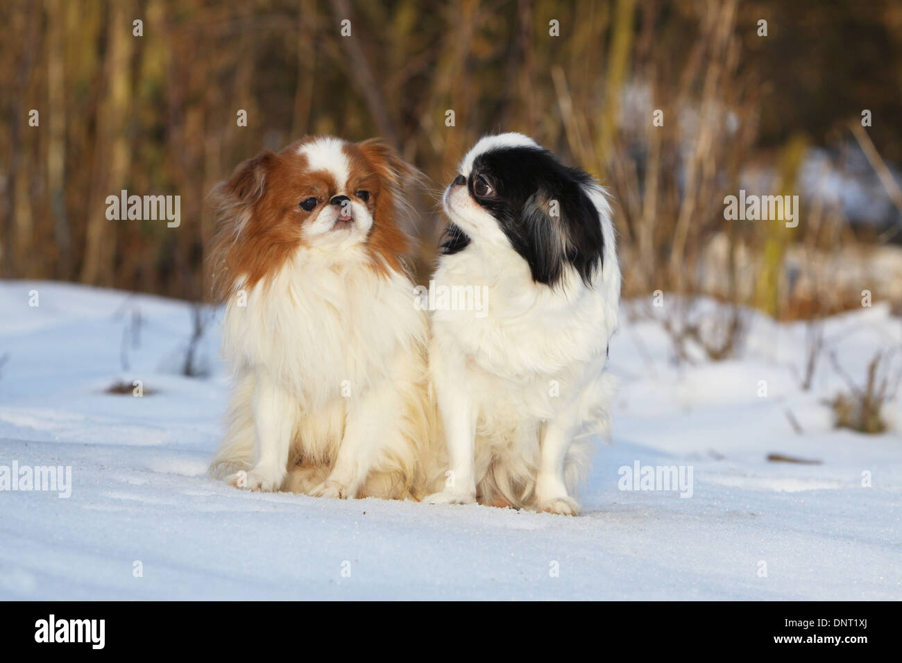 dog Japanese Chin / Japanese spaniel two adults different colors (red ...