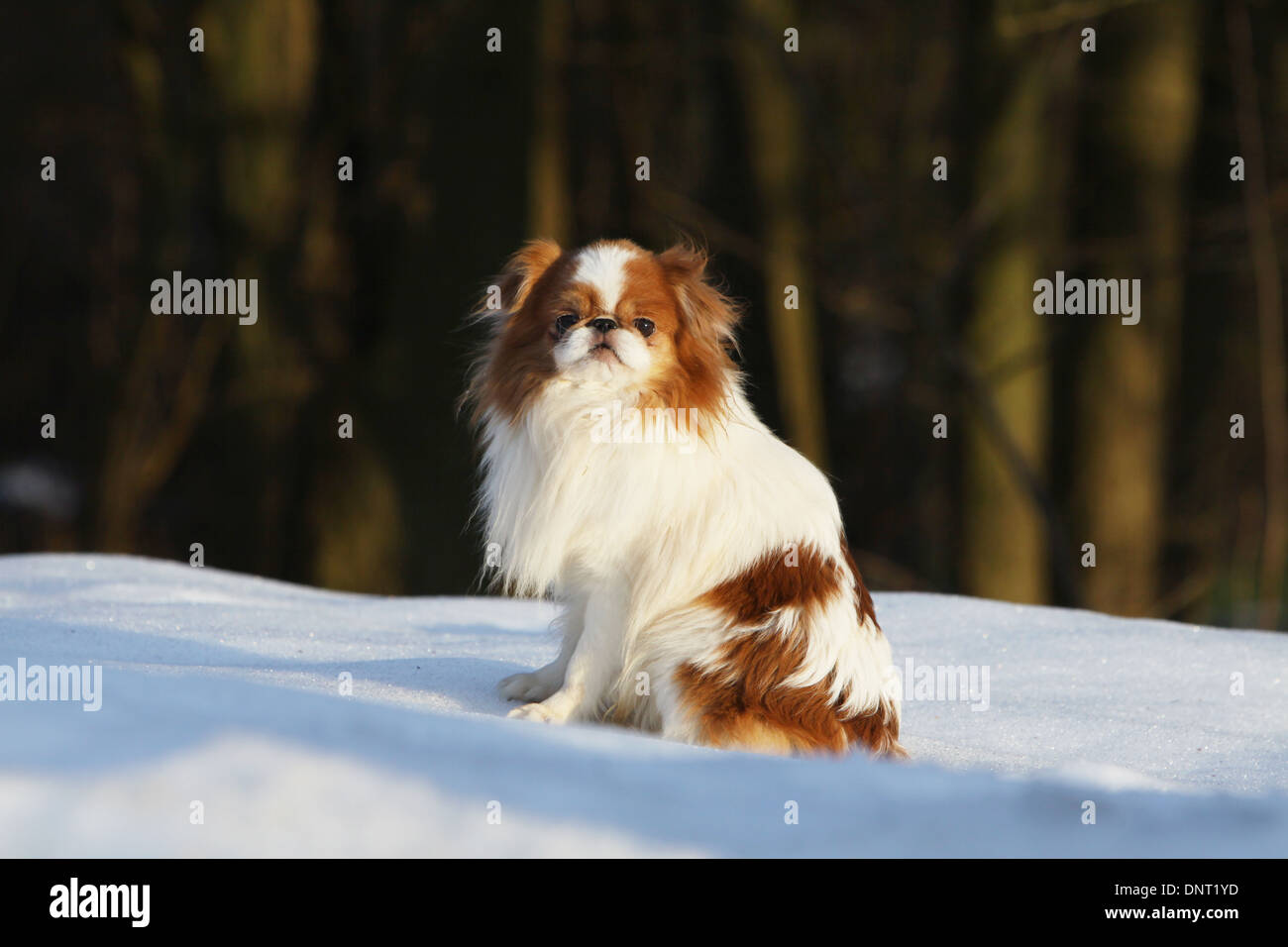 dog Japanese Chin / Japanese spaniel adult ( white and red ) sitting in ...
