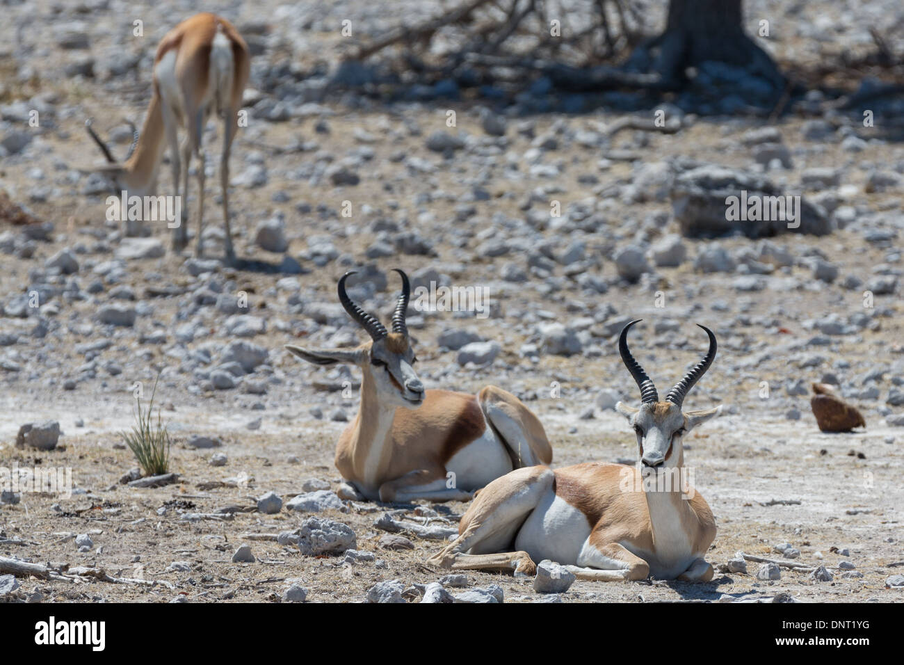 Springbok lying down hi-res stock photography and images - Alamy