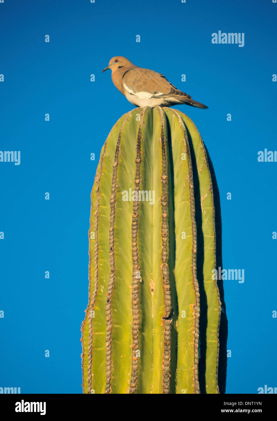 White winged dove bird hi-res stock photography and images - Alamy
