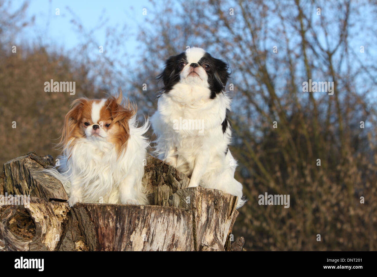 dog Japanese Chin / Japanese spaniel two adults different colors (red ...