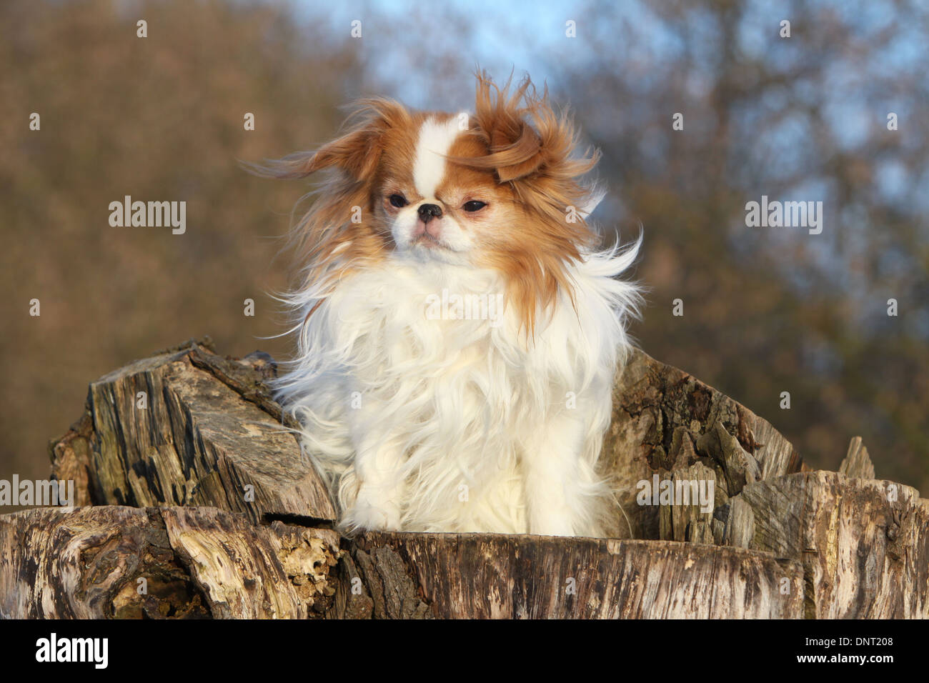 dog Japanese Chin / Japanese spaniel adult ( white and red ) sitting on ...