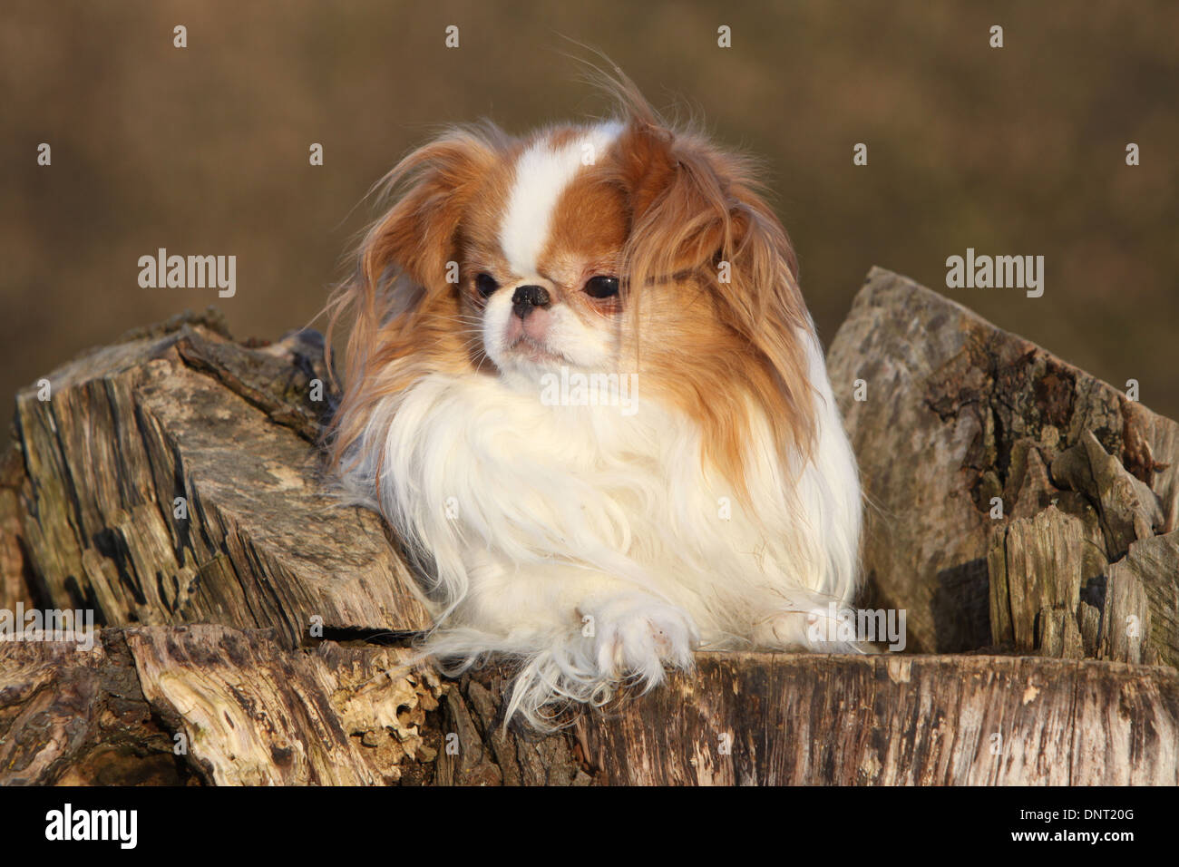 dog Japanese Chin / Japanese spaniel adult ( white and red ) lying on a ...