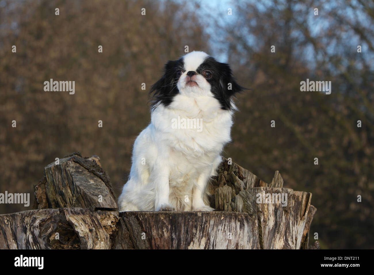 dog Japanese Chin / Japanese spaniel adult (white and black) sitting on ...