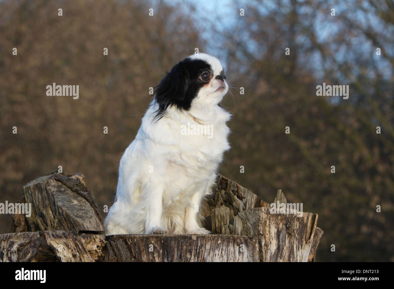 dog Japanese Chin / Japanese spaniel adult (white and black) sitting on ...
