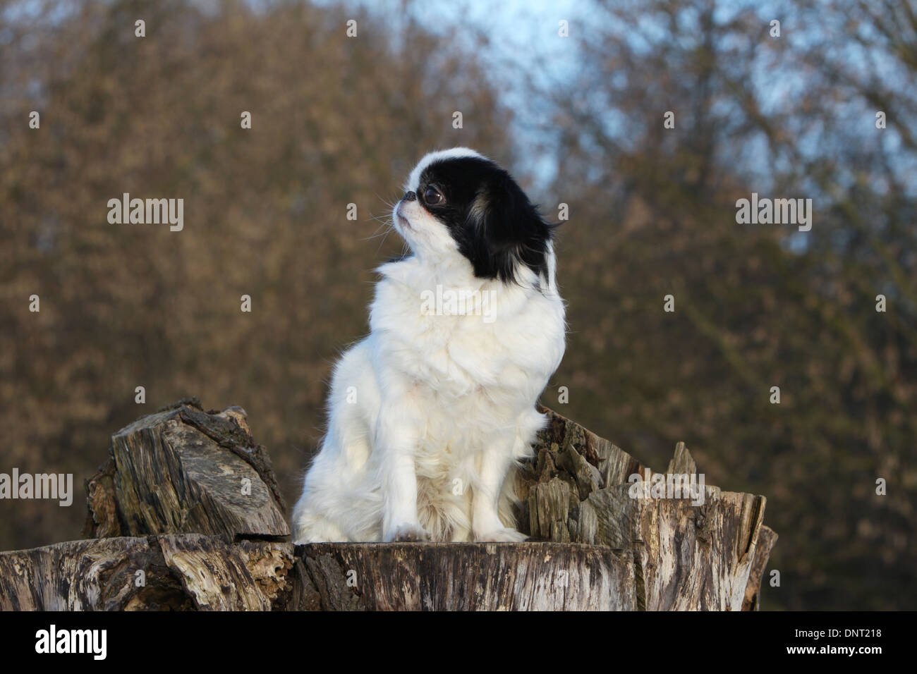 dog Japanese Chin / Japanese spaniel adult (white and black) sitting on ...