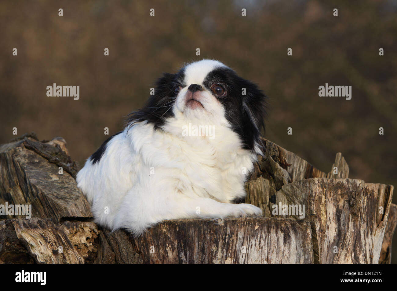dog Japanese Chin / Japanese spaniel adult (white and black) lying on a ...