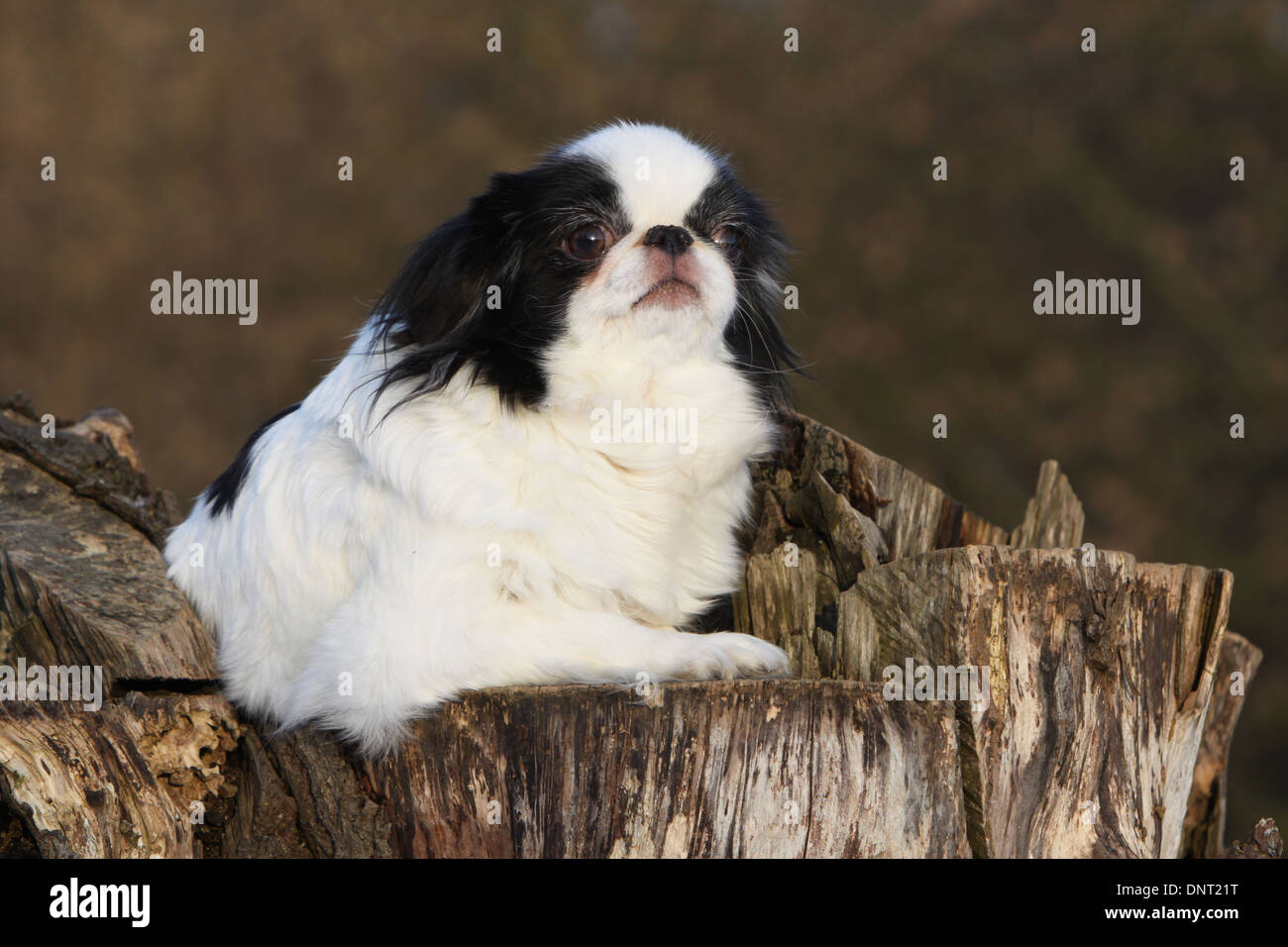 dog Japanese Chin / Japanese spaniel adult (white and black) lying on a ...