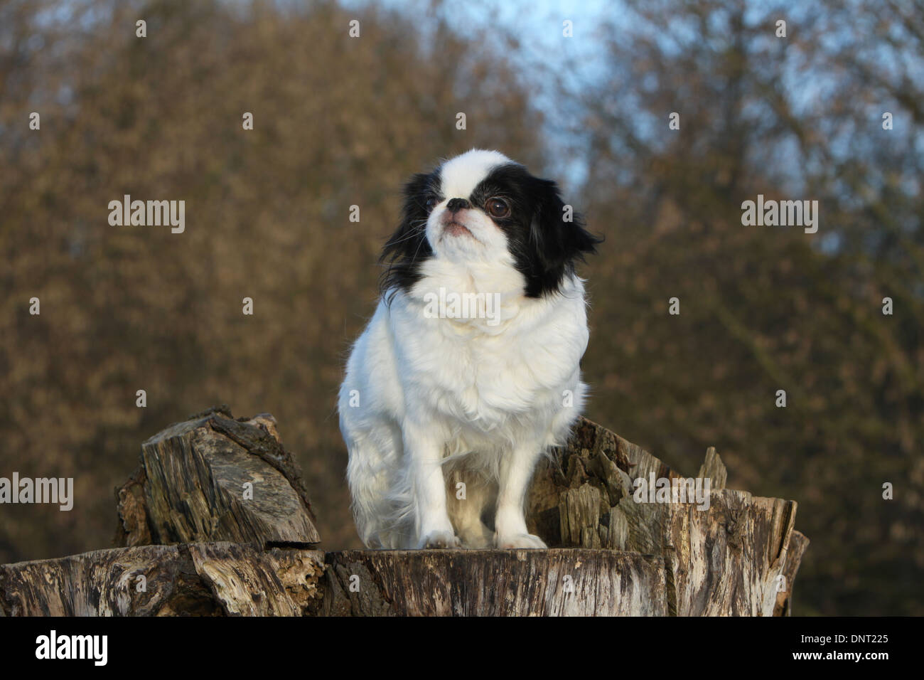 dog Japanese Chin / Japanese spaniel adult (white and black) standing ...