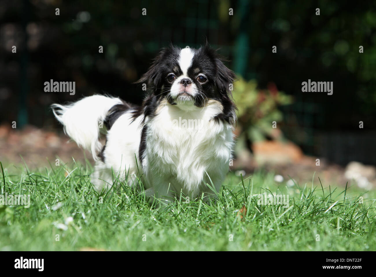 dog Japanese Chin / Japanese spaniel adult (white and black) standing ...